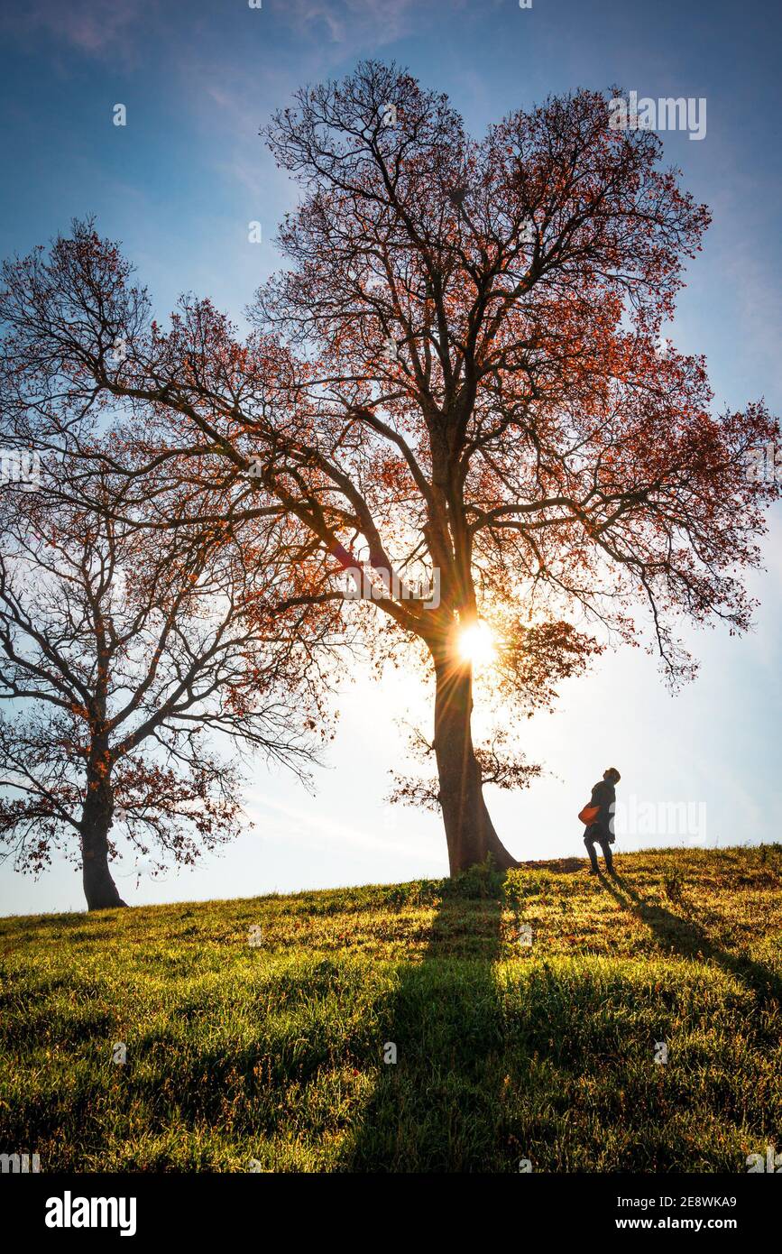 Old oak silhouette hi-res stock photography and images - Alamy