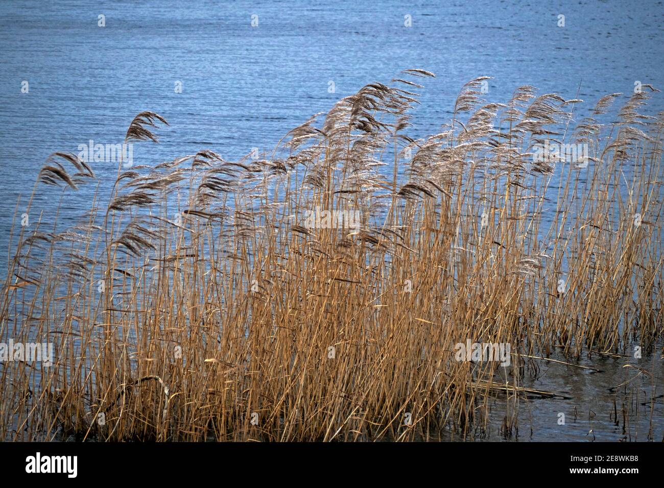 Wind in the reeds hi-res stock photography and images - Alamy