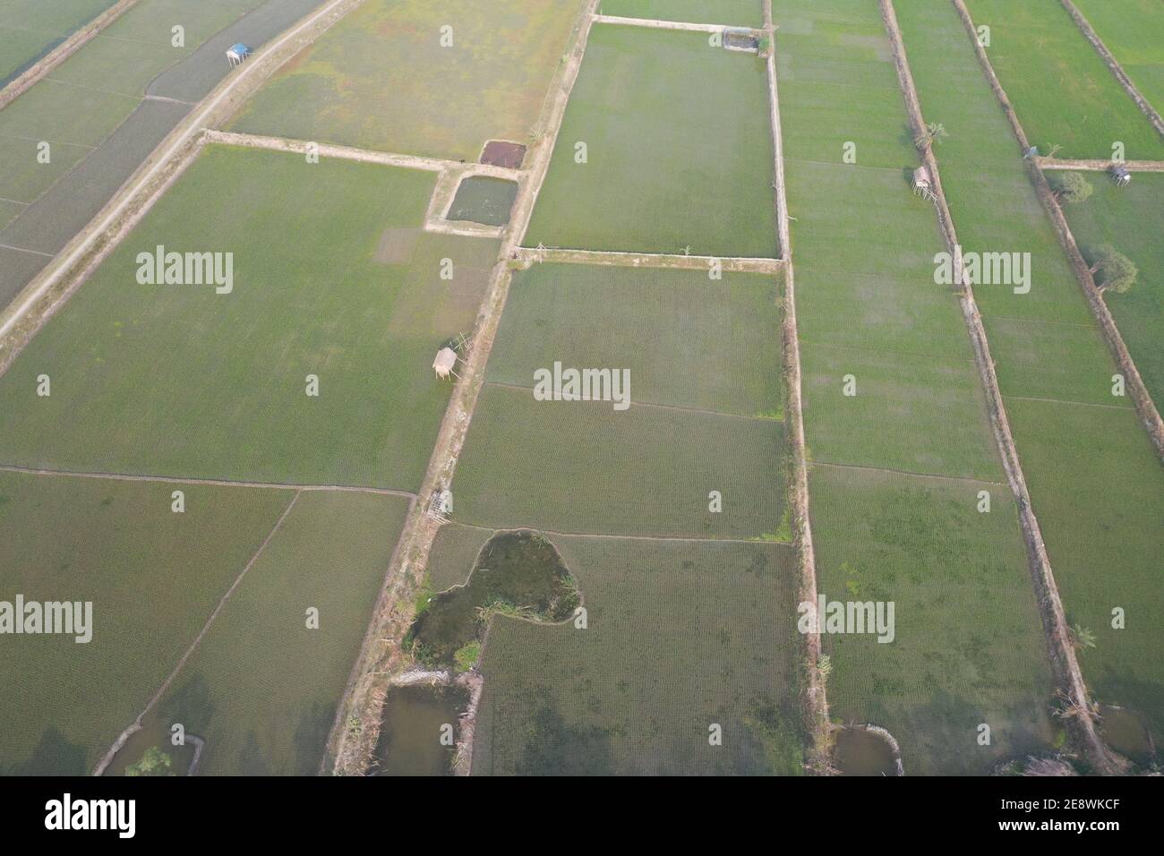 Satkhira, Bangladesh - January 22, 2021: Aerial View of the green paddy ...