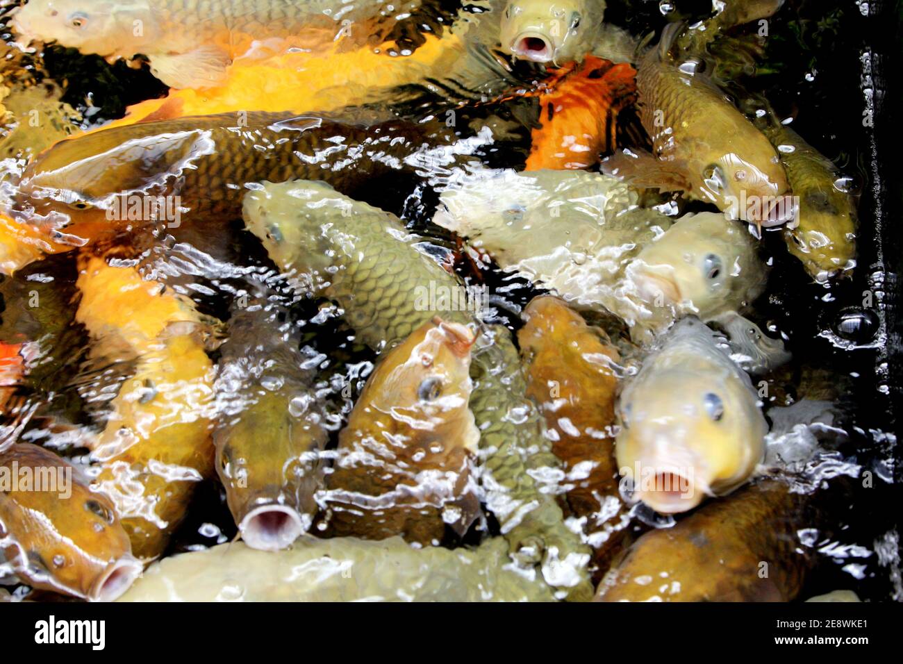 Fantastic colored Koi carp swimming at pond in the garden Stock Photo ...
