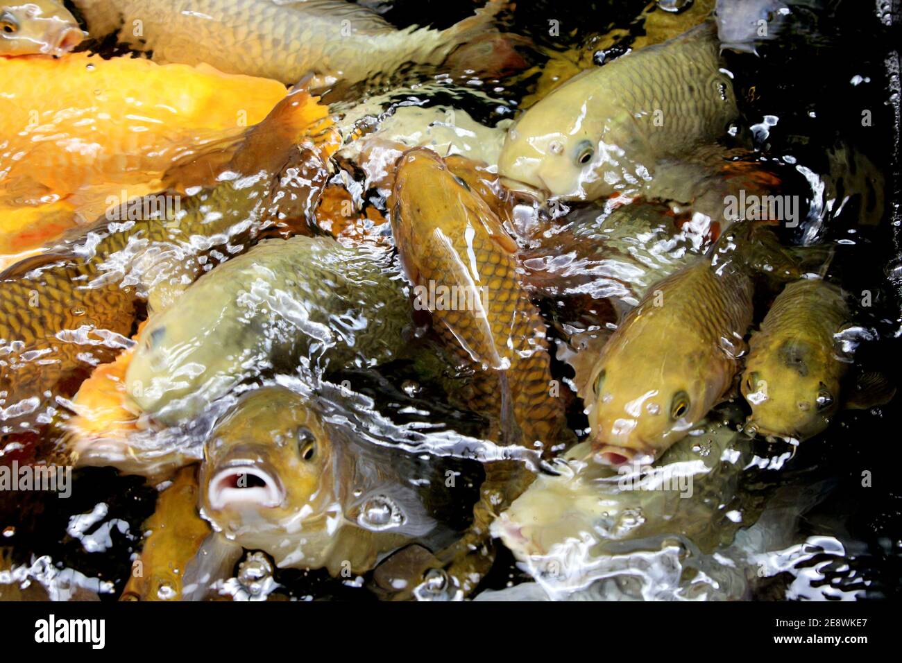Fantastic colored Koi carp swimming at pond in the garden Stock Photo ...
