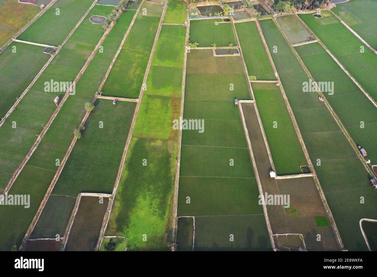 Satkhira, Bangladesh - January 22, 2021: Aerial View of the green paddy ...