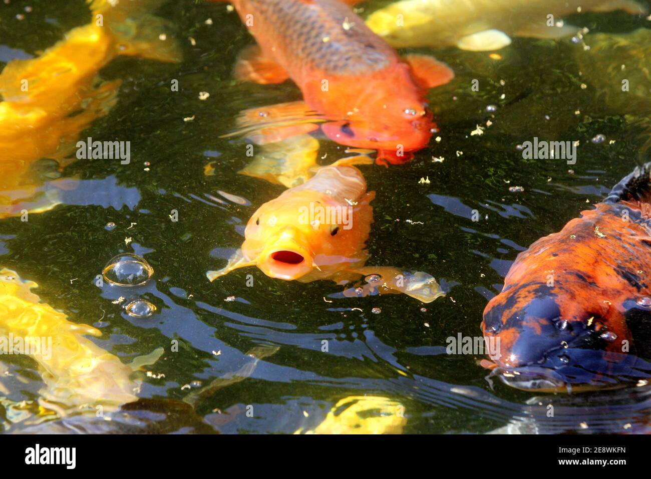 Fantastic colored Koi carp swimming at pond in the garden Stock Photo ...