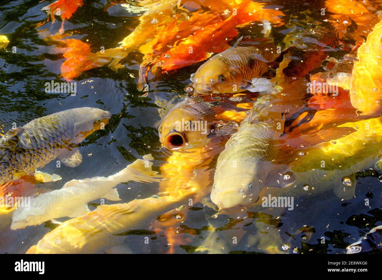 Fantastic colored Koi carp swimming at pond in the garden Stock Photo ...