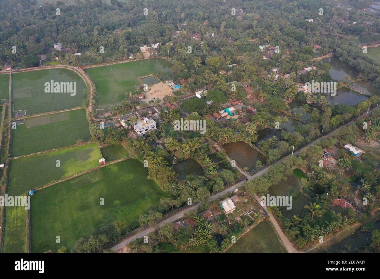 Satkhira, Bangladesh - January 22, 2021: Aerial View of the green paddy ...