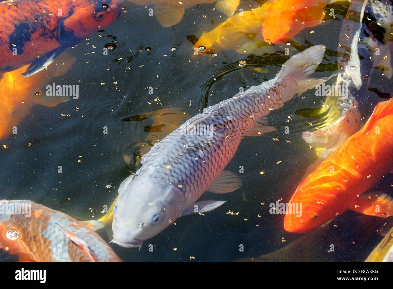 Big fishes koi swim hi-res stock photography and images - Alamy