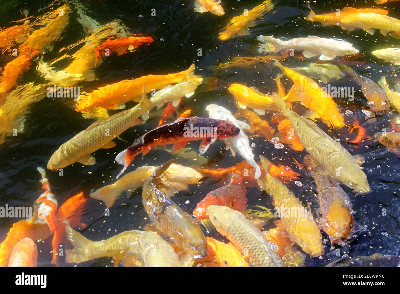 Fantastic colored Koi carp swimming at pond in the garden Stock Photo ...
