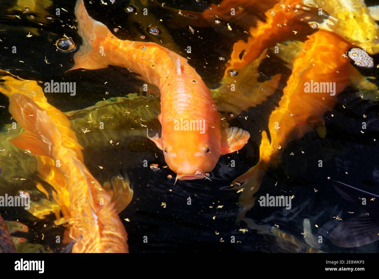 Fantastic colored Koi carp swimming at pond in the garden Stock Photo ...