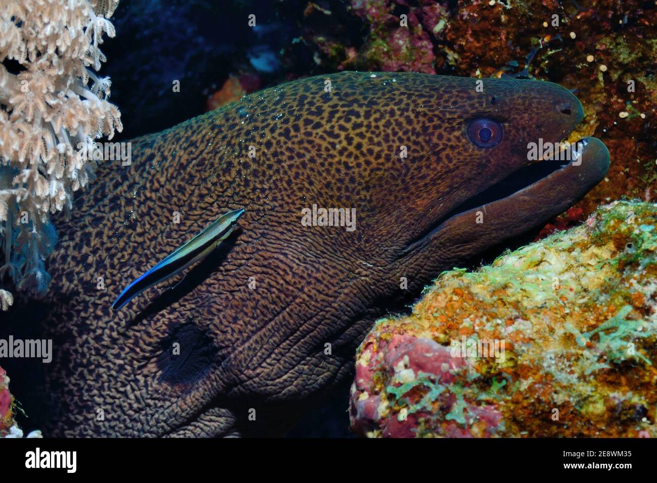Gymnothorax javanicus, giant moray, Riesenmuräne, Labroides dimidiatus ...