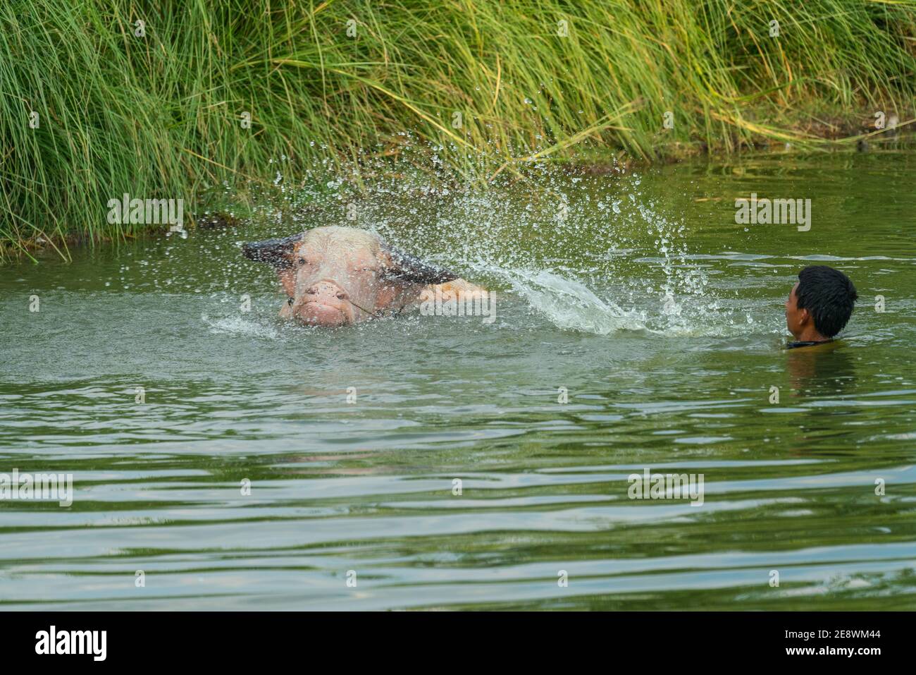 Lopburi, Thailand - January 2019: Rural boy is bathing buffalo in swamp ...