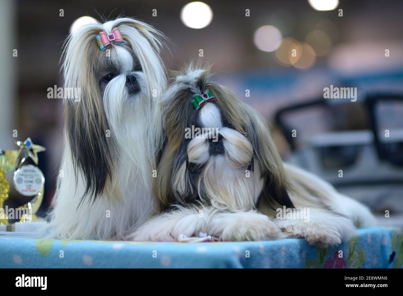 Cute dogs of shih tzu breed sitting on a top of a cage during dog show ...