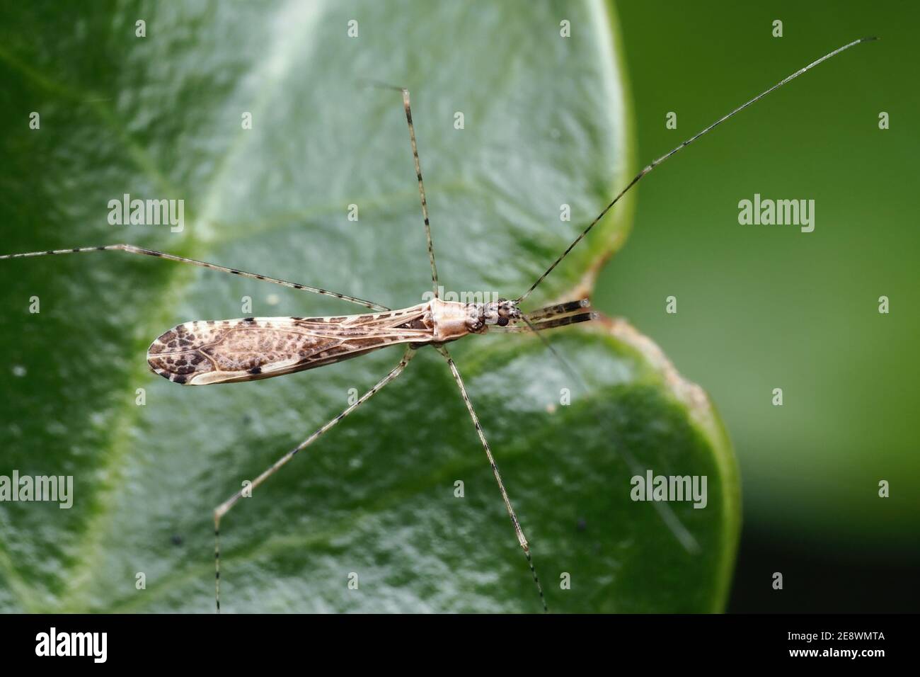 Dorsal view of Thread-legged bug (Empicoris vagabundus) crawling on ...