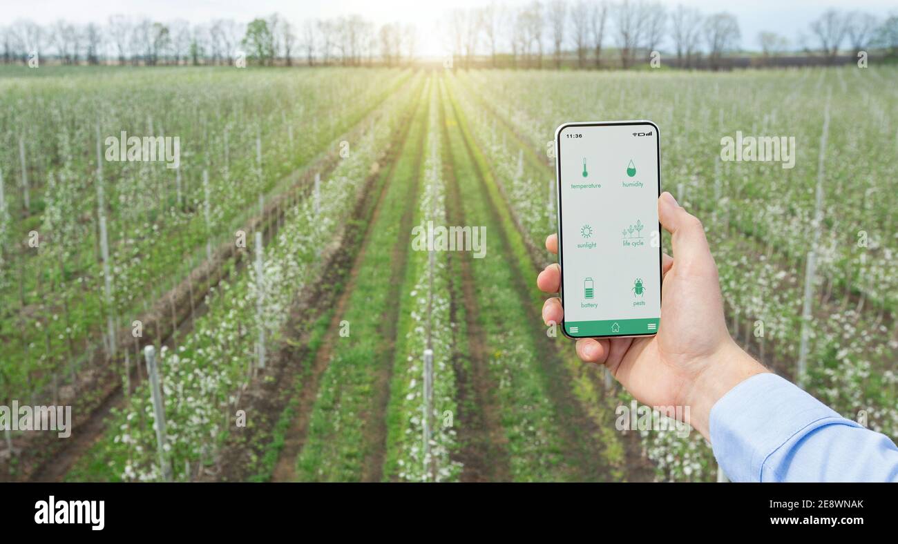 Digital farming. Agronomist using mobile phone outdoors, analyzing crop ...