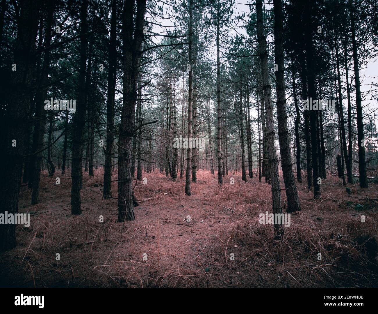 Light woodland vector hi-res stock photography and images - Alamy