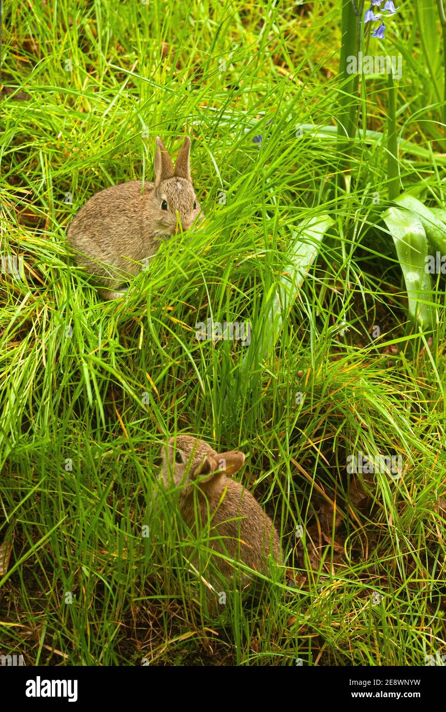 Two Baby Rabbits in grass. Portrait view Stock Photo - Alamy
