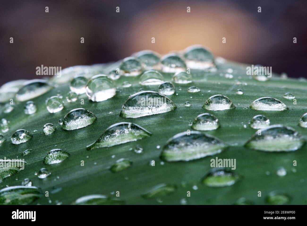 Wassertropfen tau hi-res stock photography and images - Alamy