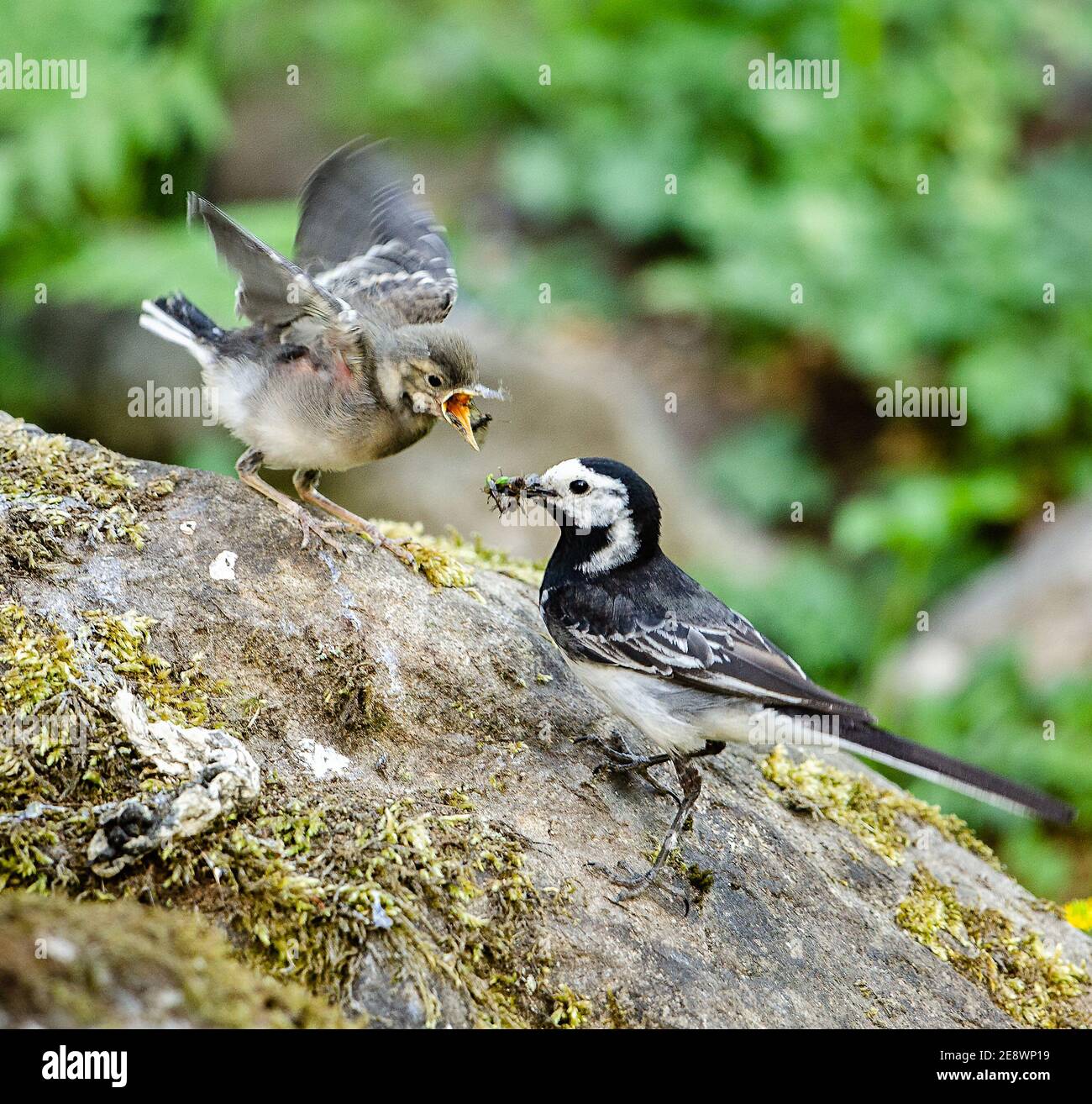 Adult Pied Wagtail feeding young Stock Photo - Alamy