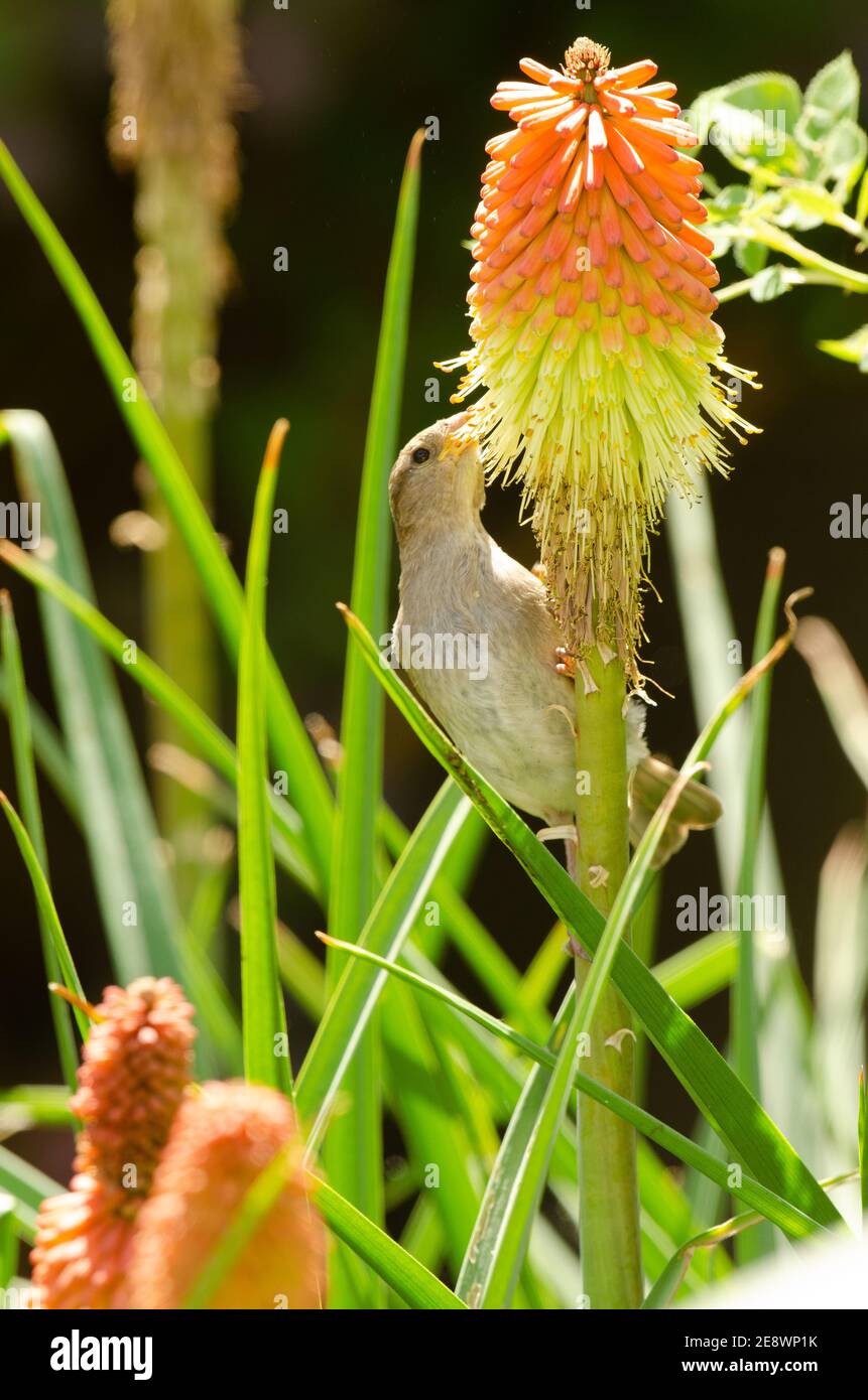House sparrow flower garden hi-res stock photography and images - Alamy