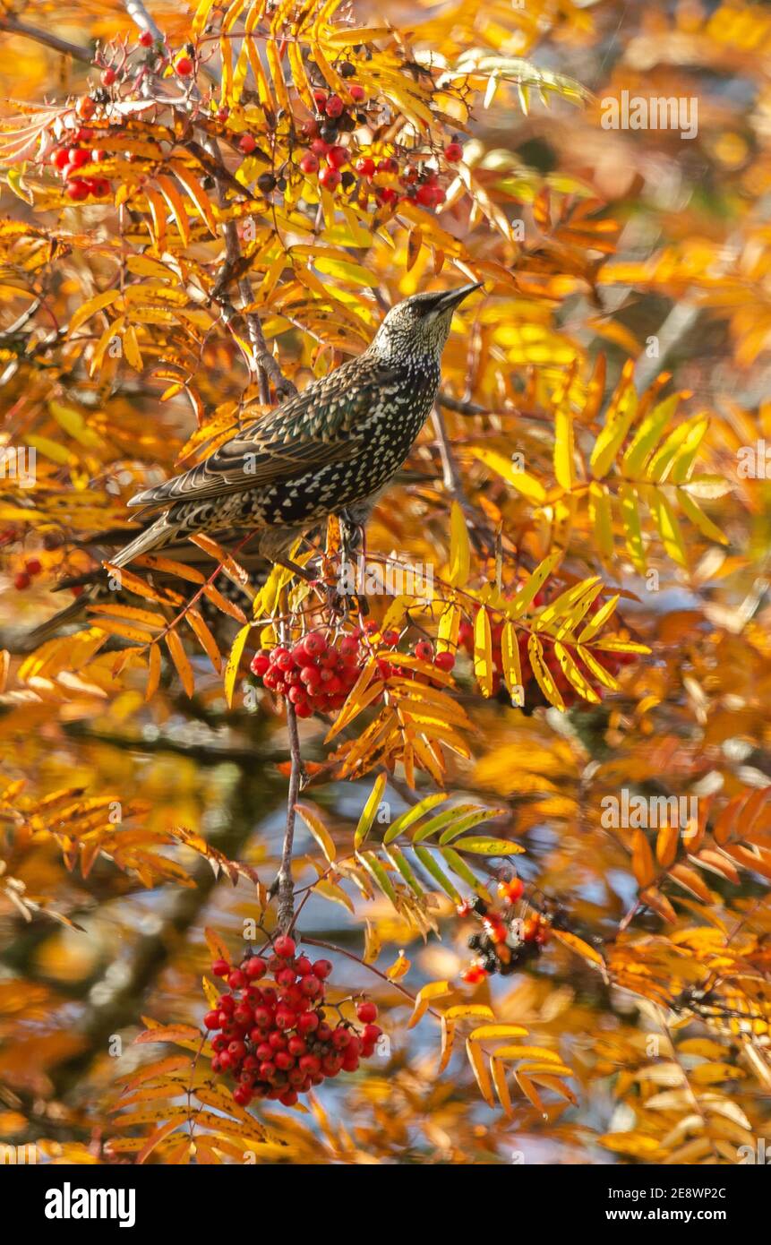 Starlings with berries hi-res stock photography and images - Alamy