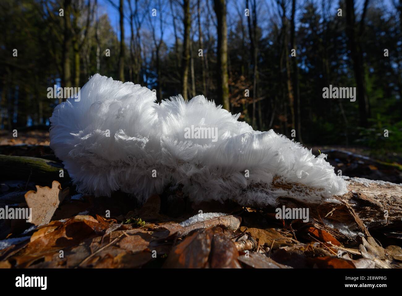 Ice hair on wood Stock Photo - Alamy