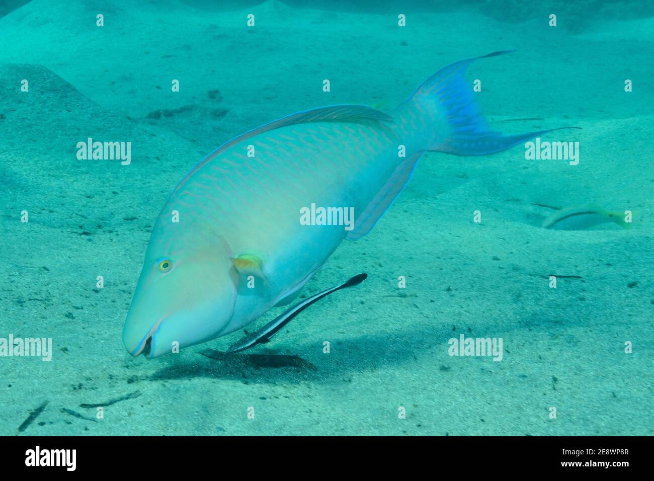 Hipposcarus harid, longnose parrotfish, Langnasen-Papageienfisch ...