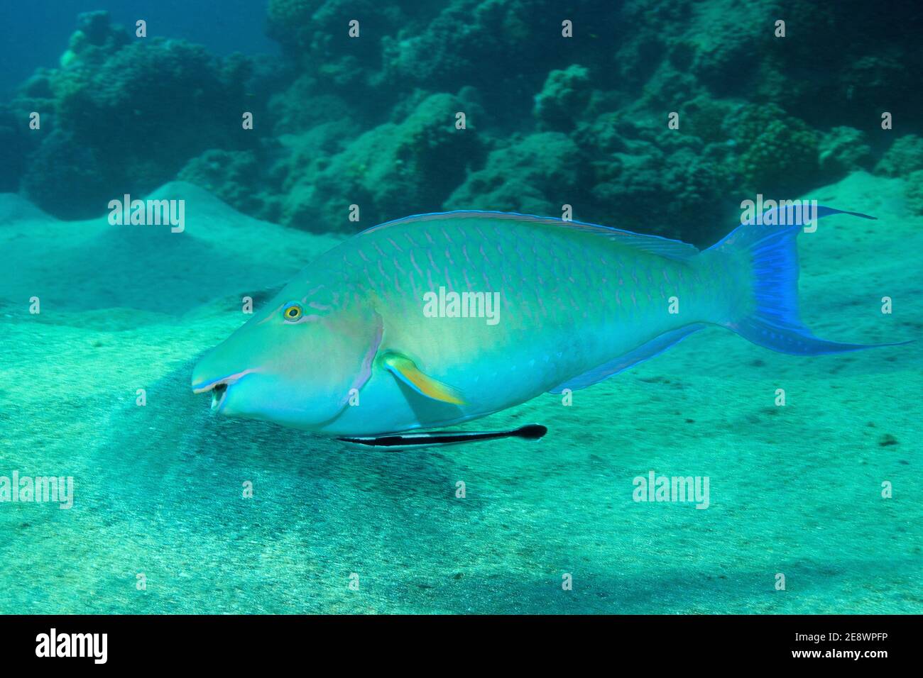 Longnose parrotfish hi-res stock photography and images - Alamy