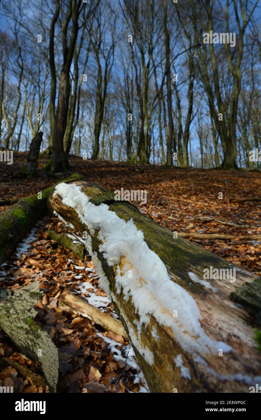 Bizarre dead wood hi-res stock photography and images - Alamy