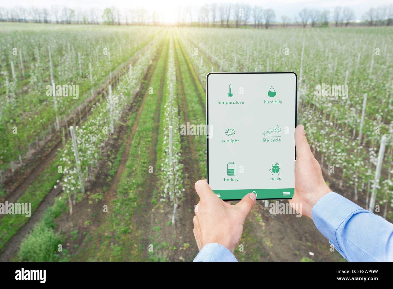 Digital gardening, smart farming. Farmer using agricultural mobile app and tablet computer to ...