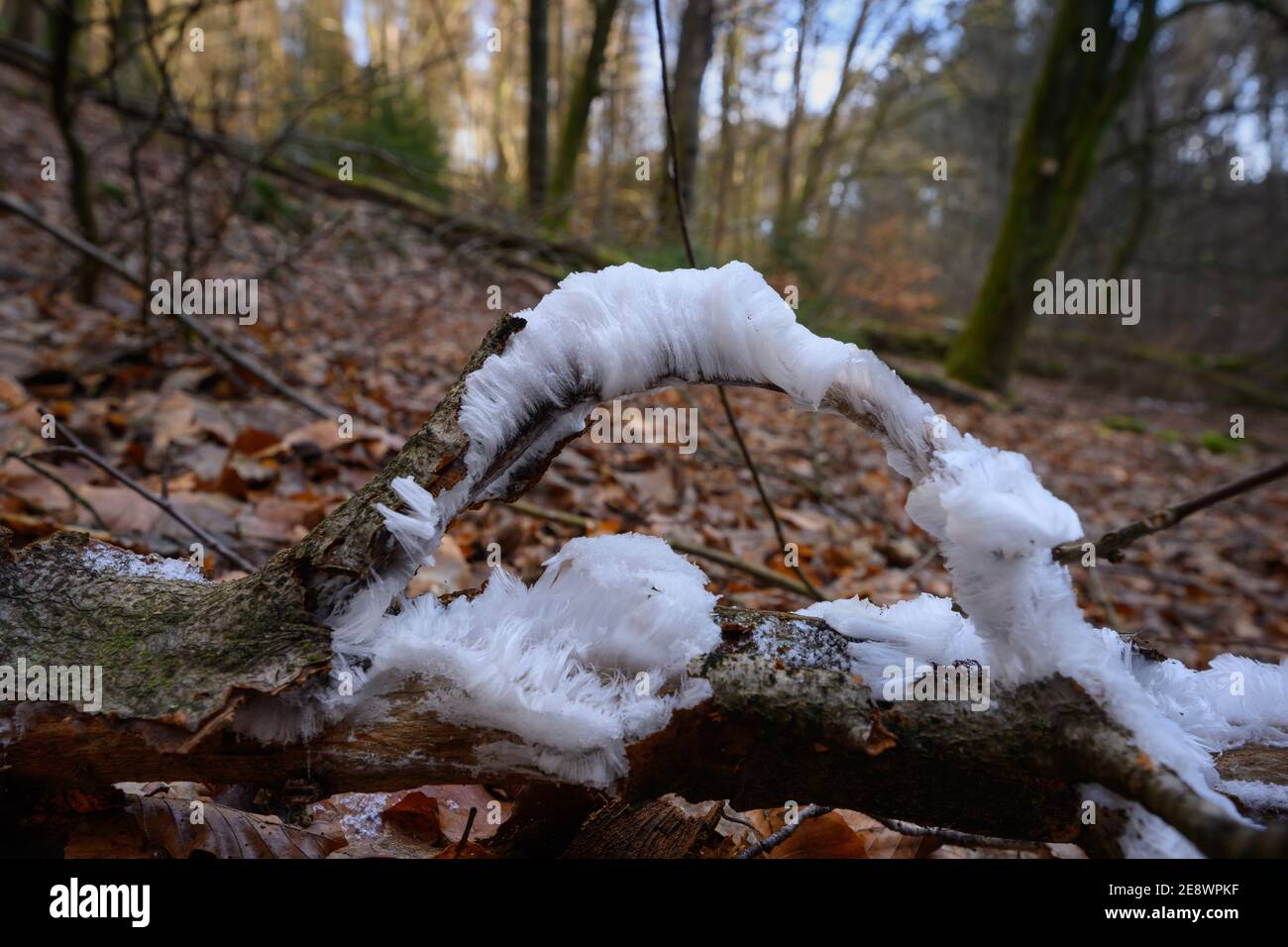 Bizarre dead wood hi-res stock photography and images - Alamy