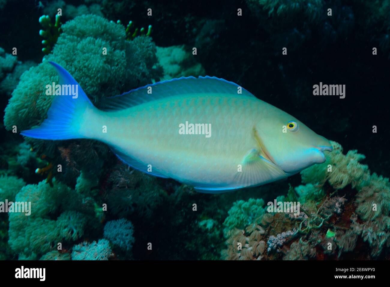 Hipposcarus harid, longnose parrotfish, Langnasen-Papageienfisch ...