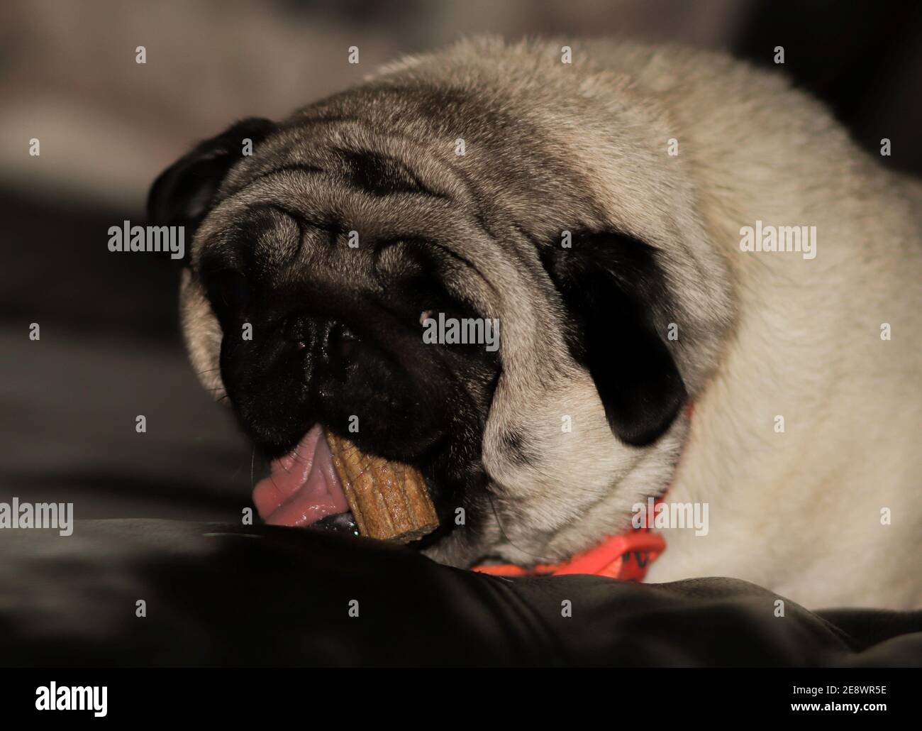 Eating pug hi-res stock photography and images - Alamy