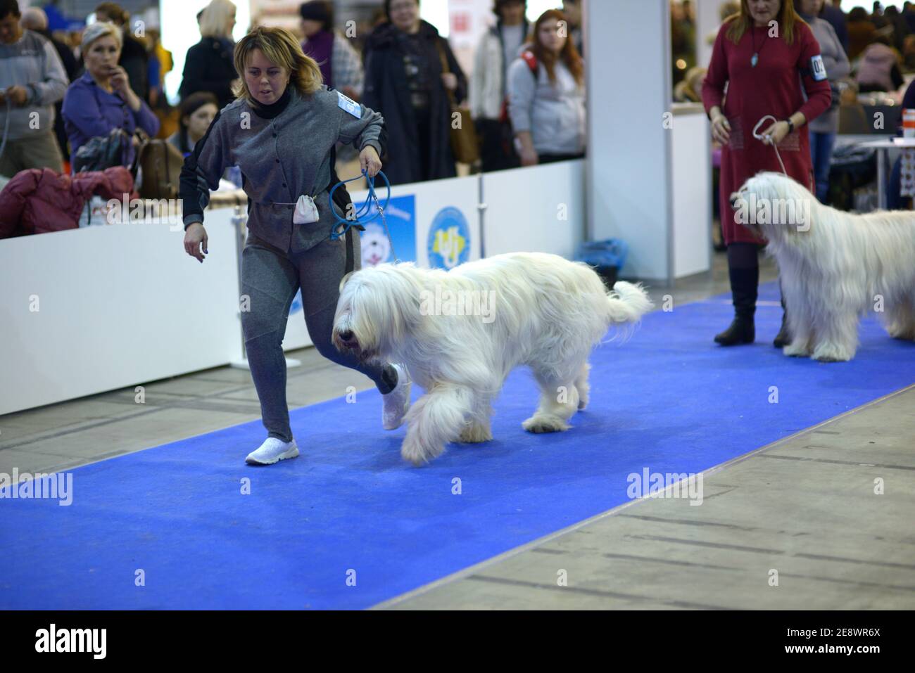Russian dog show hi-res stock photography and images - Alamy