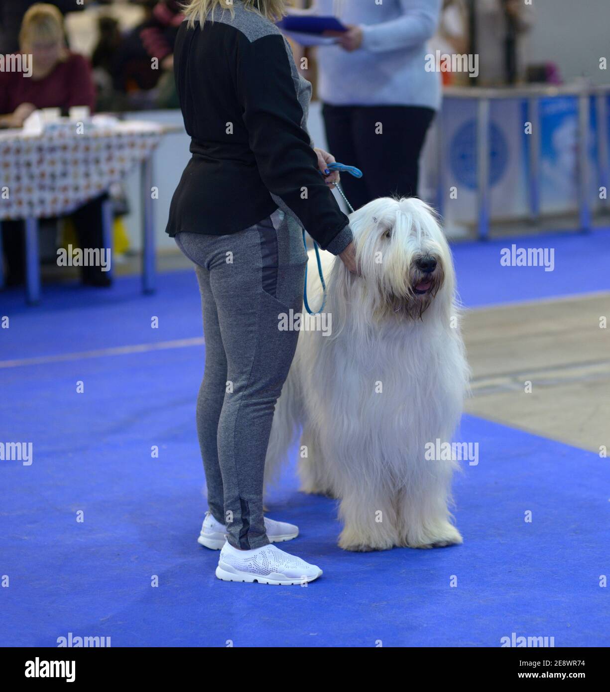 Russian dog show hi-res stock photography and images - Alamy