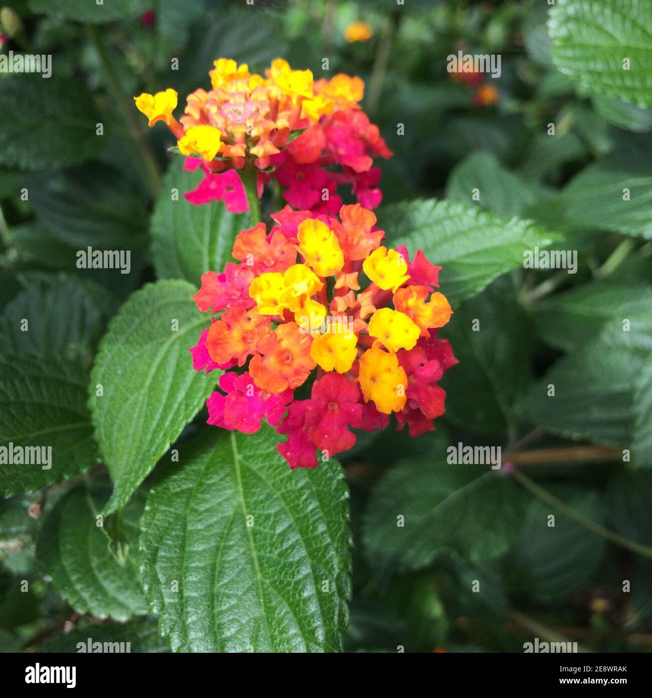 Colorful lantana plant Stock Photo - Alamy