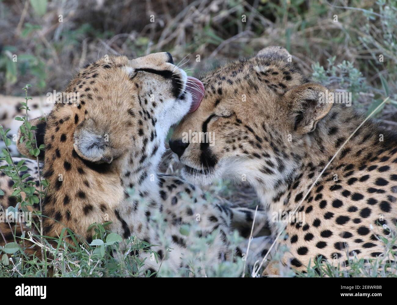Maasai mara national reserve aerial hi-res stock photography and images ...