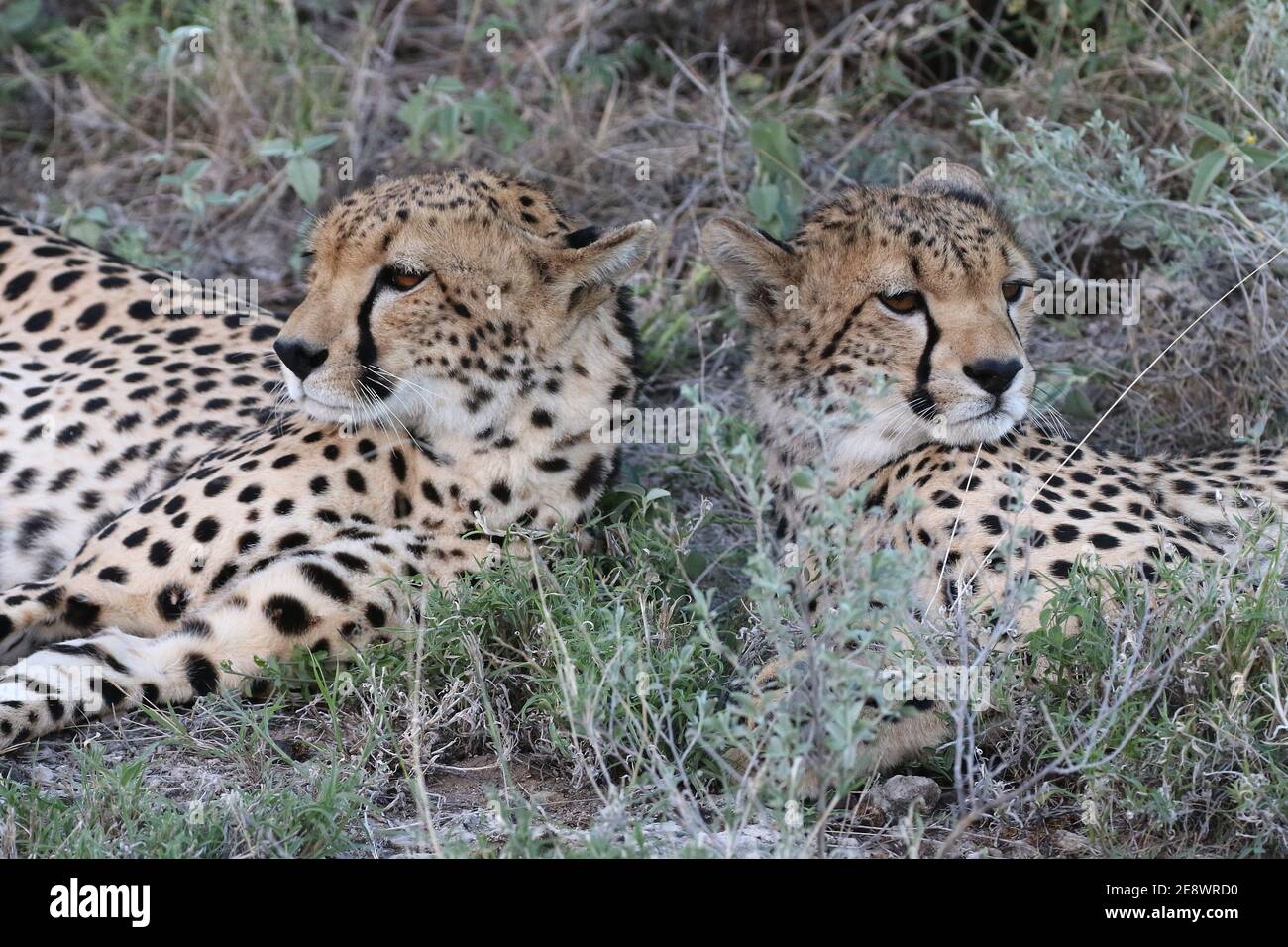 Maasai mara national reserve aerial hi-res stock photography and images ...