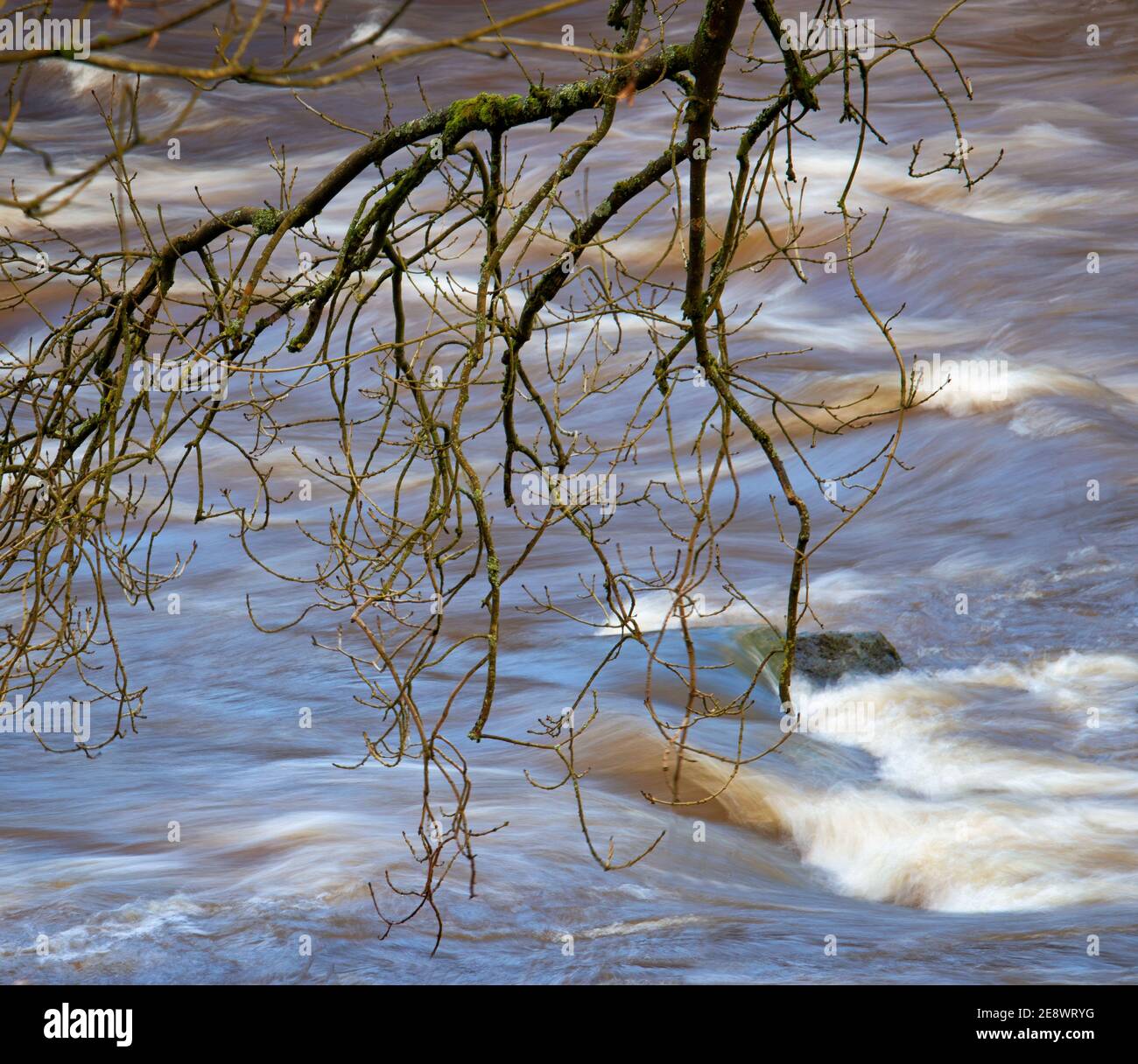 Barren hanging branch hi-res stock photography and images - Alamy