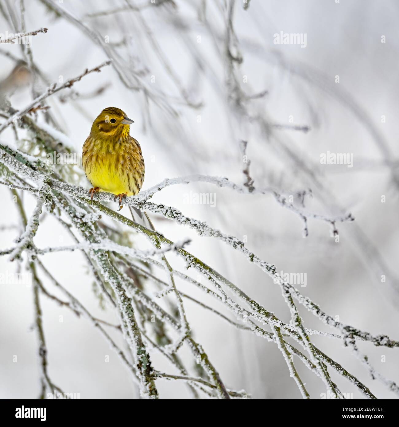 Yellow hammer bird hi-res stock photography and images - Alamy
