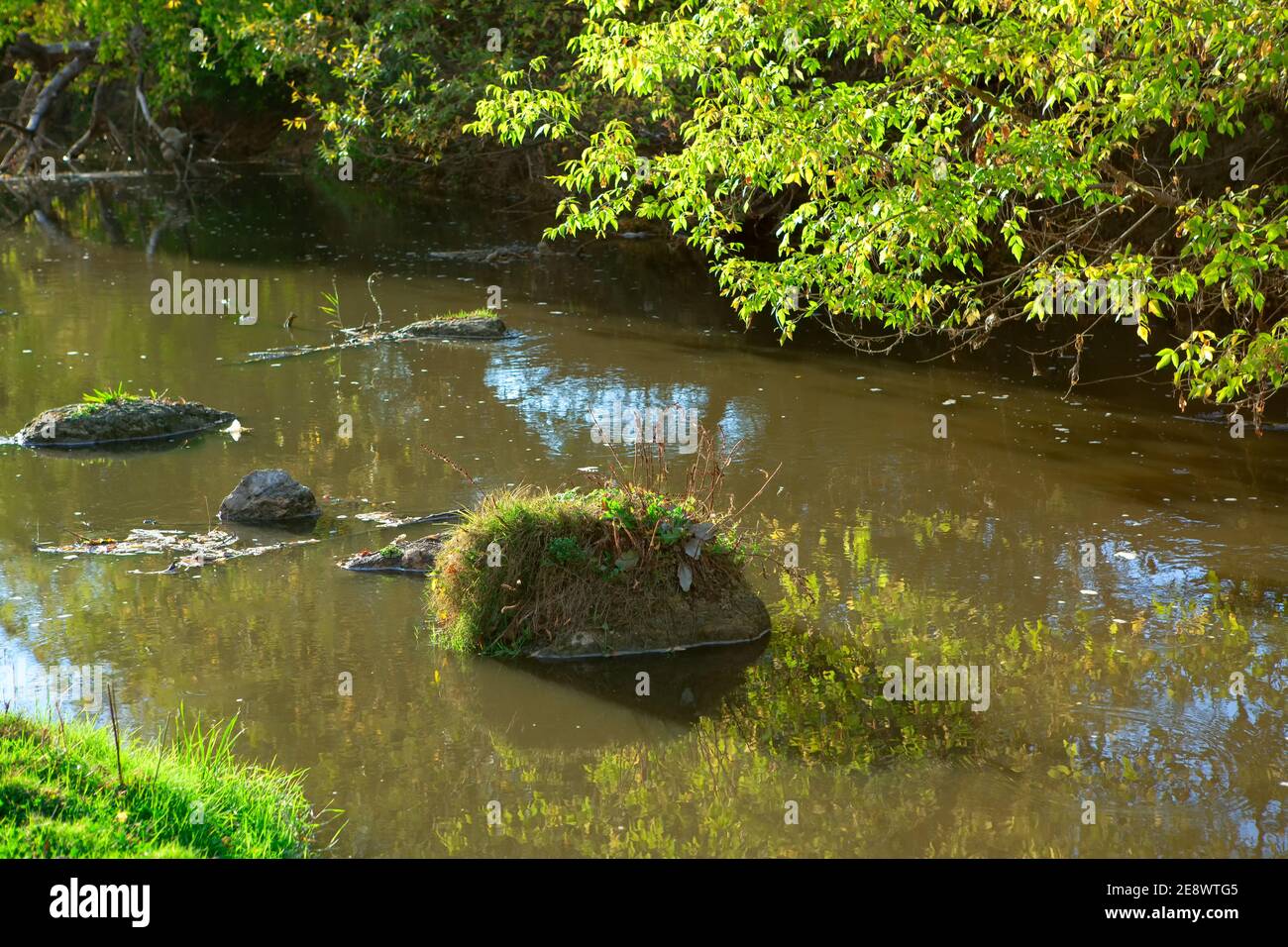 Tree branches over the pond water . Green wilderness nature . Stones in ...