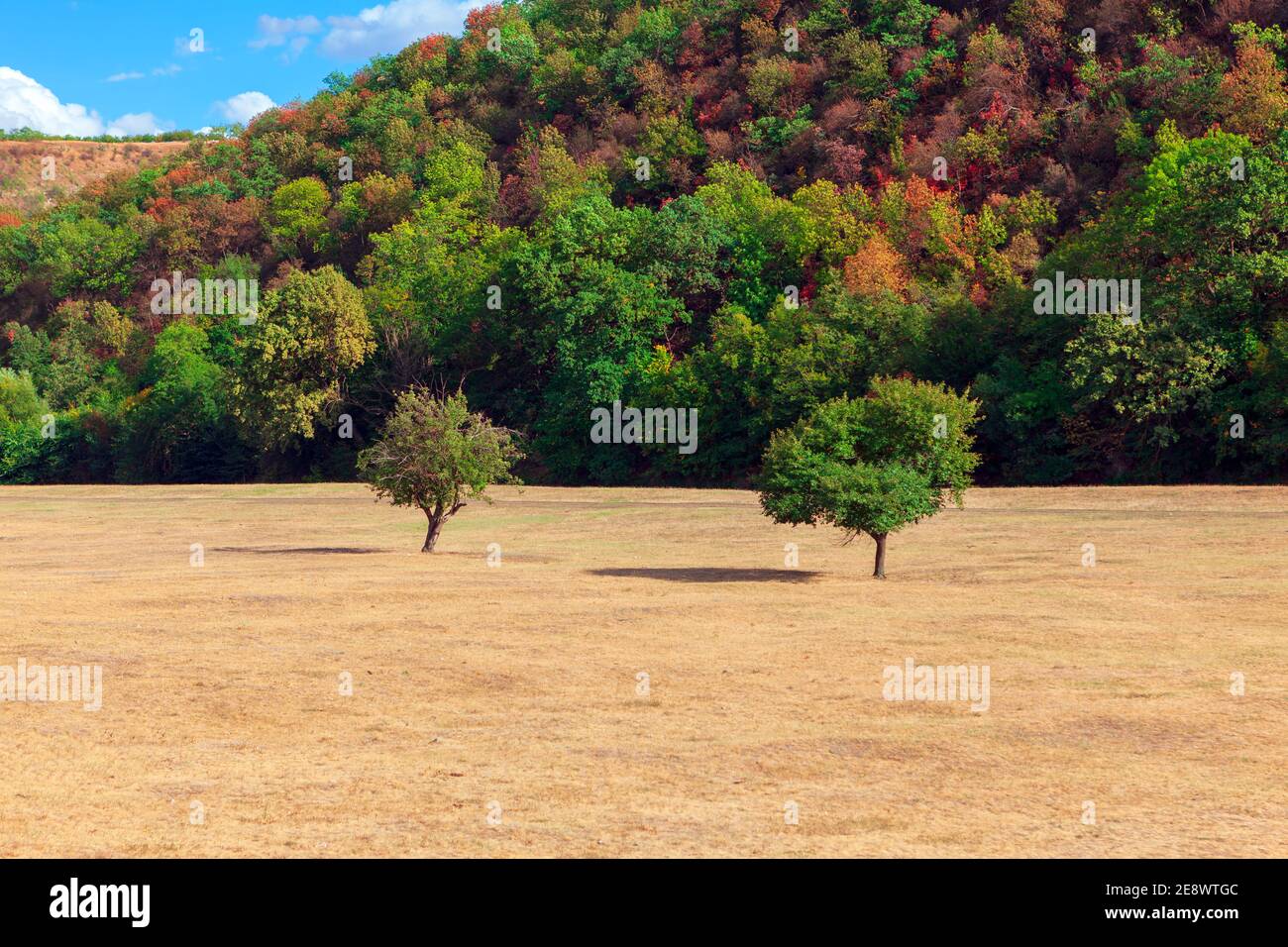 Meadow with trees . Scenery with natural green hill and trees Stock ...