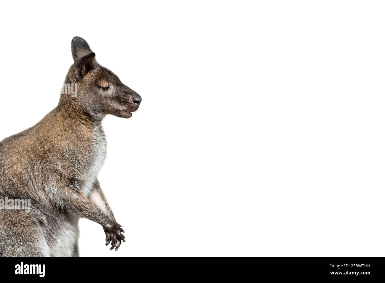 Male kangaroo portrait isolated on white background. Big kangaroo full ...