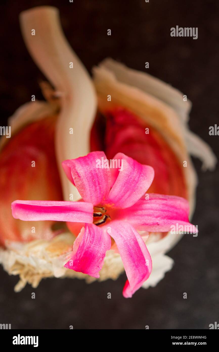 Single Hyacinth petal in close-up against an incongruous background ...