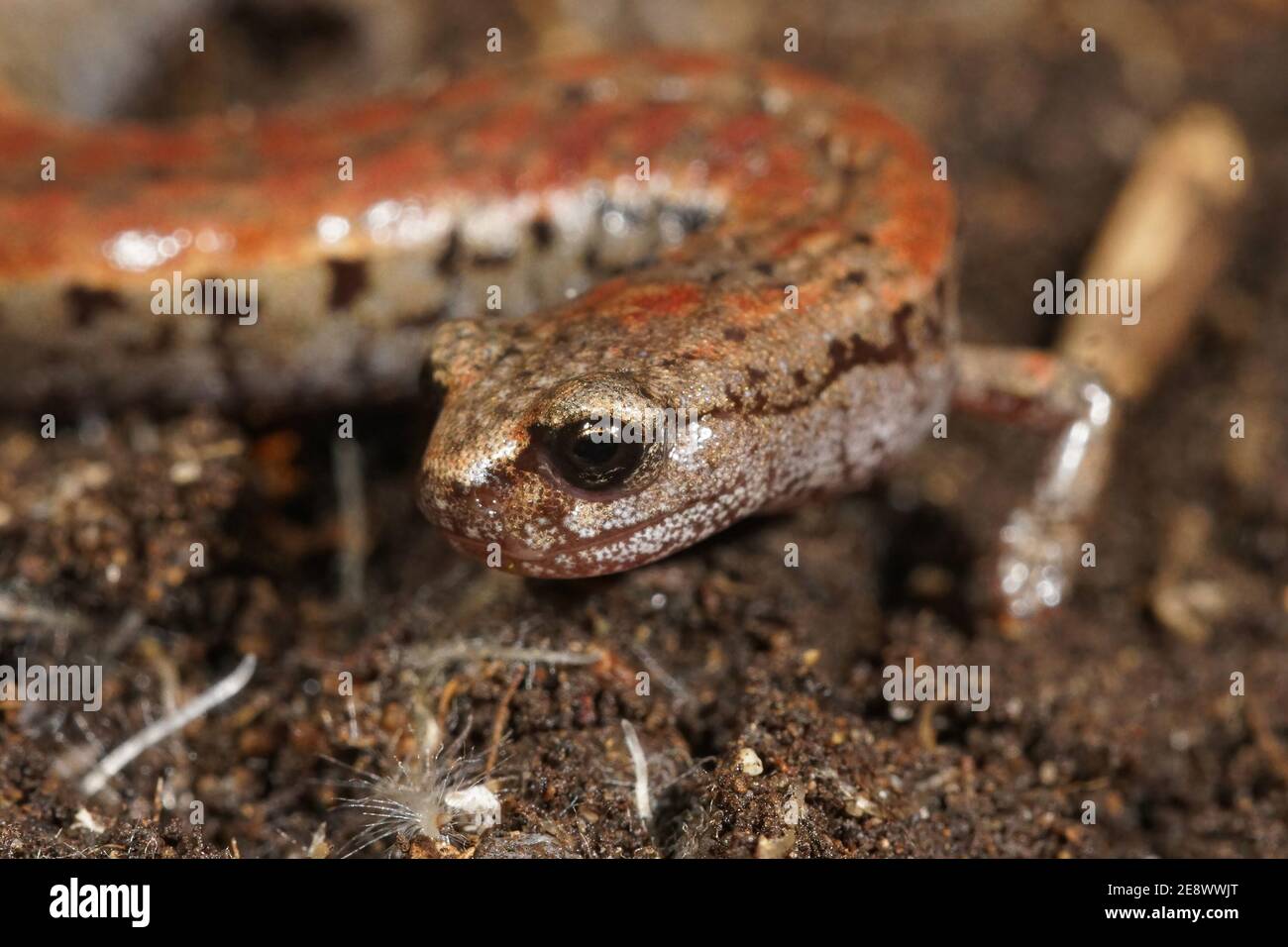 Slender salamander hi-res stock photography and images - Alamy