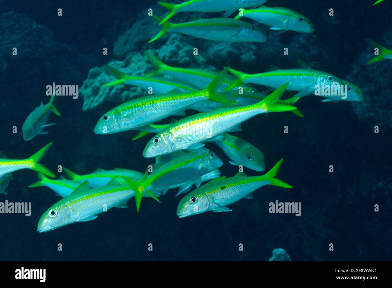 Rotes meer goatfish hi-res stock photography and images - Alamy