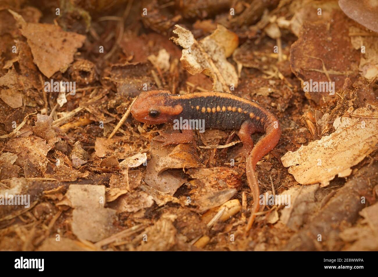 Emperor newt hi-res stock photography and images - Alamy