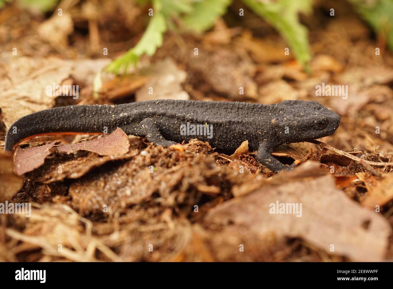 Closeup shot of a Mangshan crocodile newt on the forest ground Stock ...