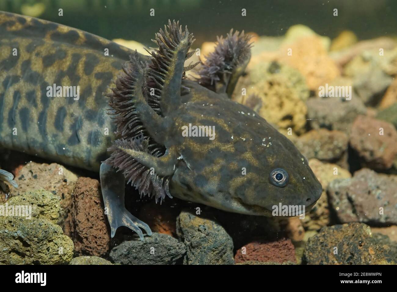 Neotenic species hi-res stock photography and images - Alamy