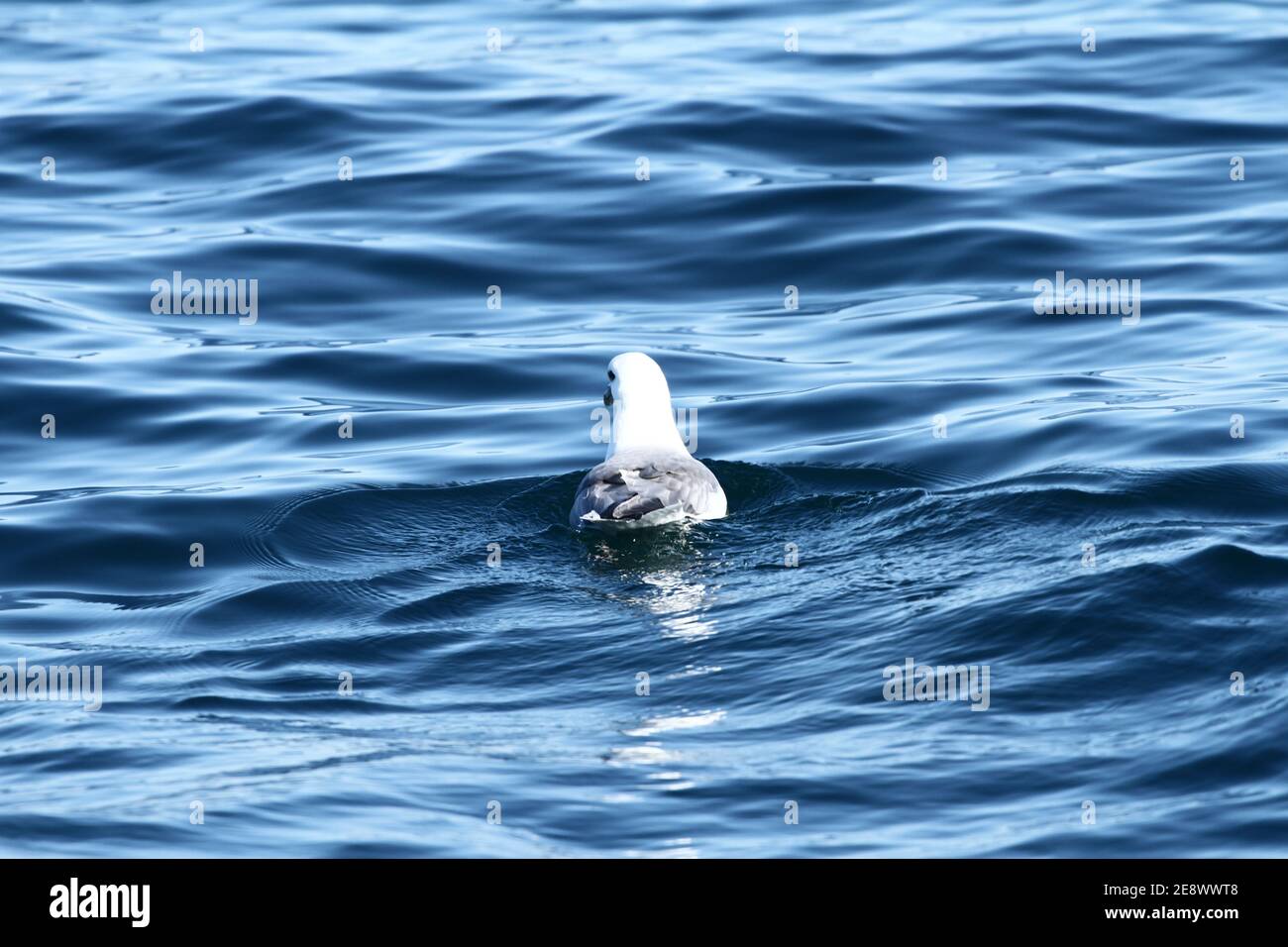 Iceland wildfowl hi-res stock photography and images - Alamy
