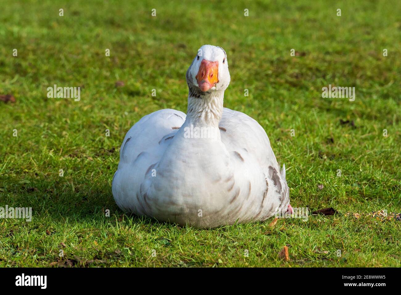 Single white goose hi-res stock photography and images - Alamy