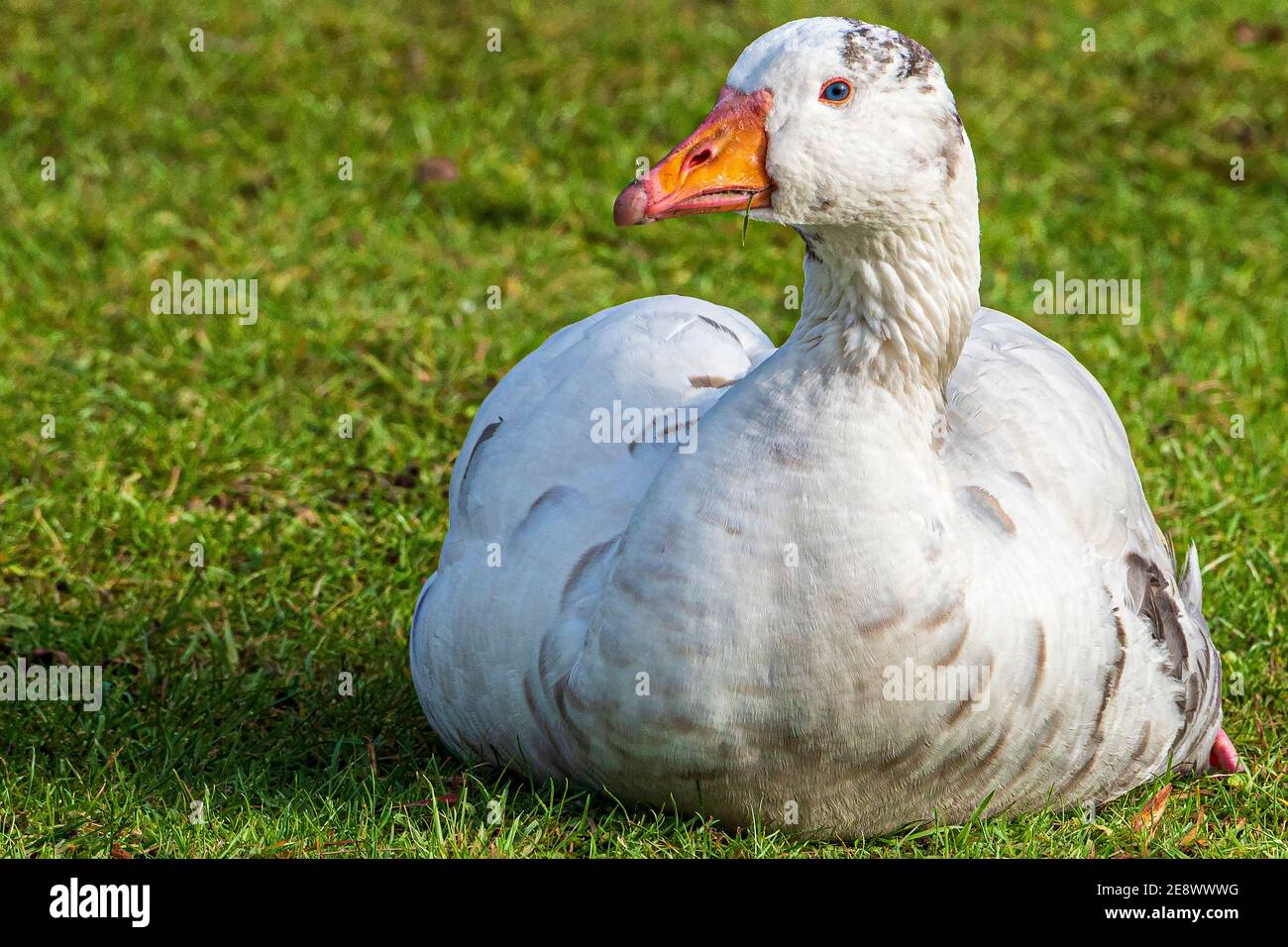 White farmyard domestic goose seated on the ground Stock Photo - Alamy
